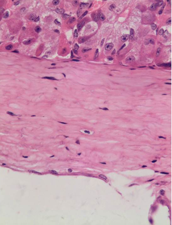 a specto con el objetivo de 40x de parte de la cápsula de la hipófisis ...